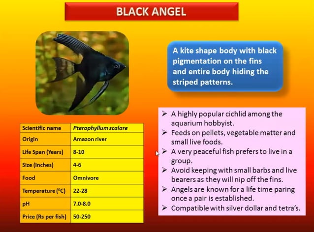 WORLD TRADE OF ORNAMENTAL FISH AND EXPORT POTENTIAL AND DIFFERENT ...