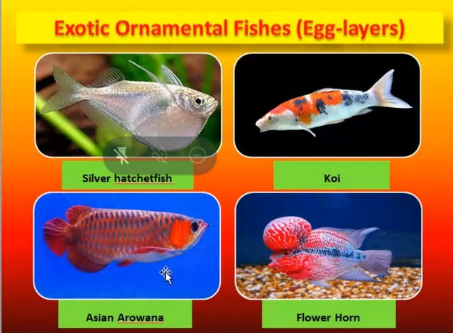 WORLD TRADE OF ORNAMENTAL FISH AND EXPORT POTENTIAL AND DIFFERENT ...