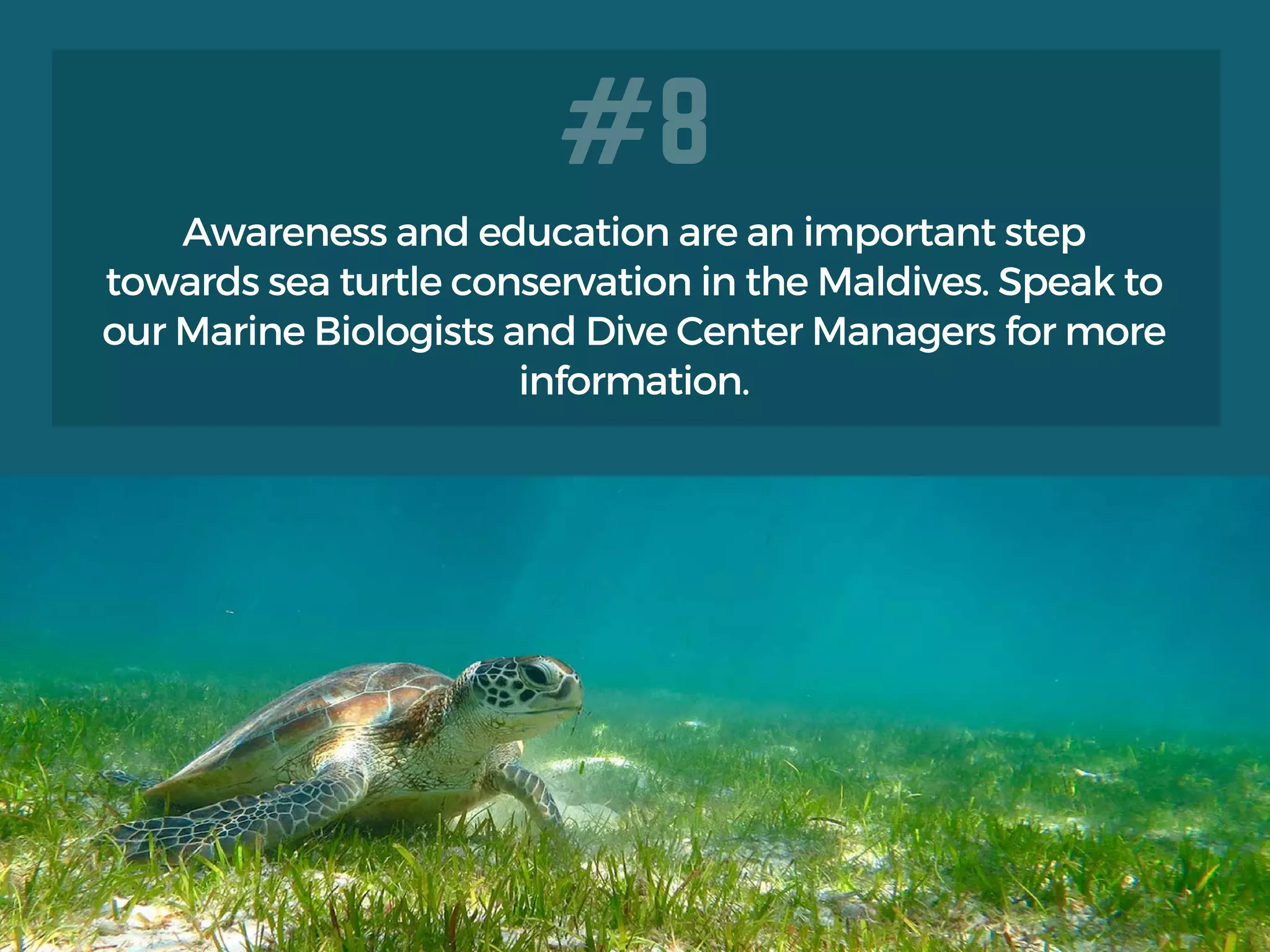 Sea Turtles in the Maldives: Facts & Trivia | PDF