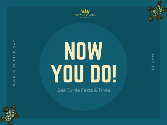 Sea Turtles in the Maldives: Facts & Trivia | PPT