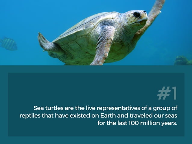 Sea Turtles in the Maldives: Facts & Trivia | PPT