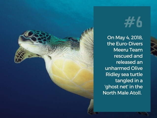 Sea Turtles in the Maldives: Facts & Trivia | PPT