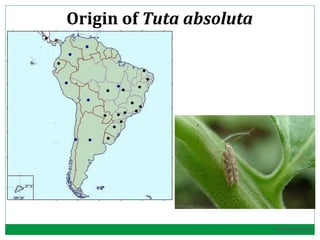 WorldVeg_Tuta absoluta new insect pest in Asia_Srini Ramasamy.pptx.pdf