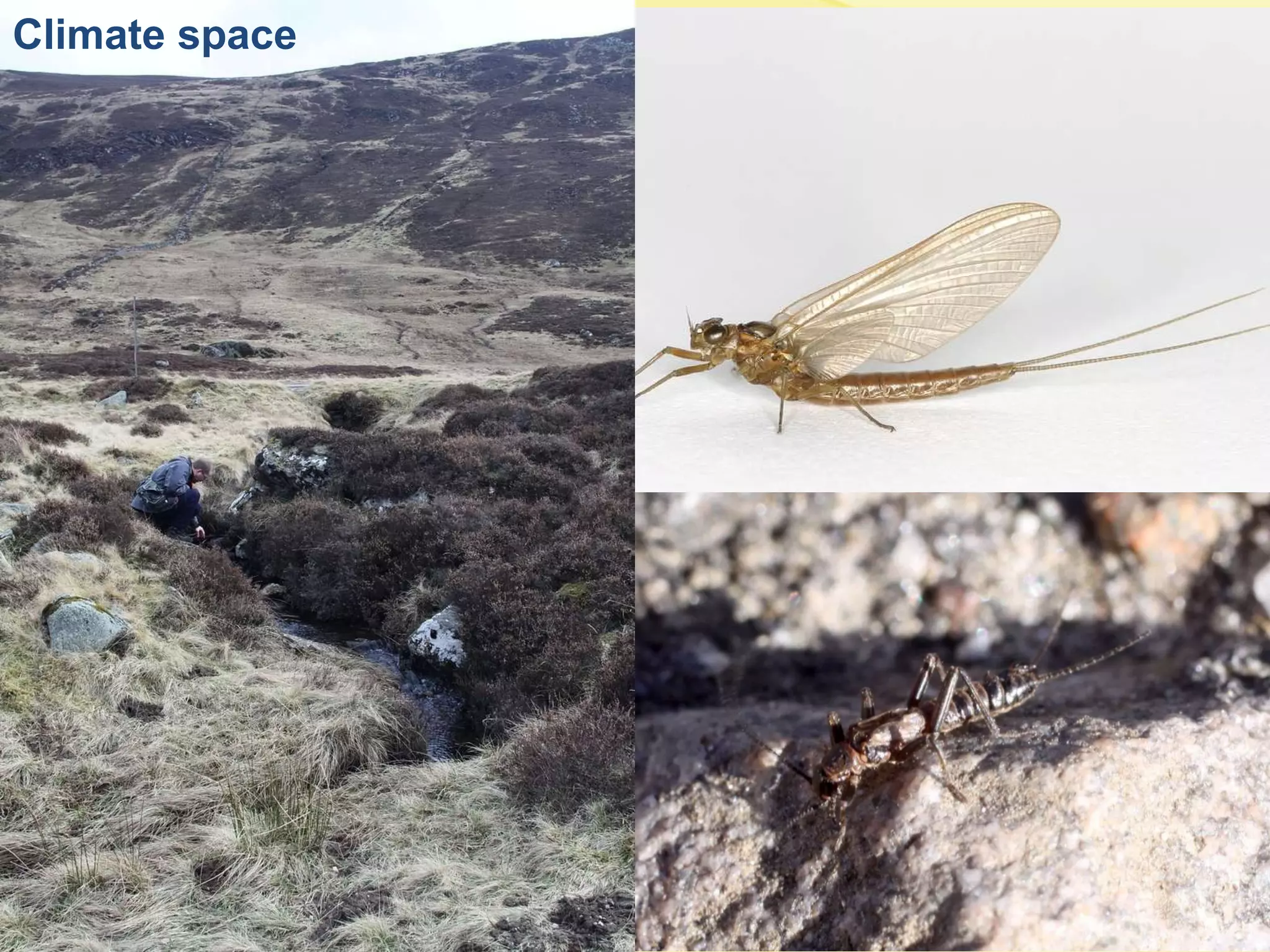 Water quality and bugs | PPT