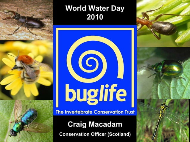 Water quality and bugs | PPT