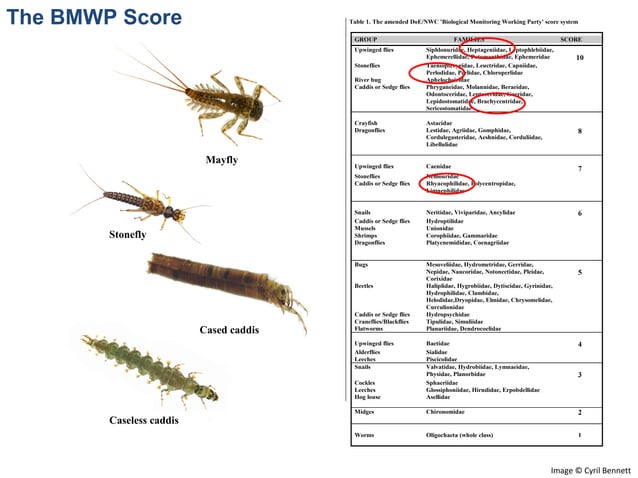 Water quality and bugs | PPT