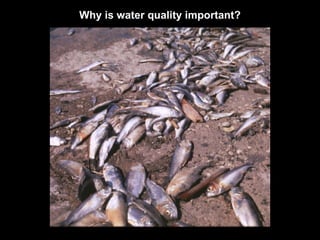 Water quality and bugs | PPT