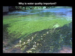 Water quality and bugs | PPT