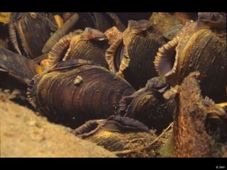 Water quality and bugs | PPT