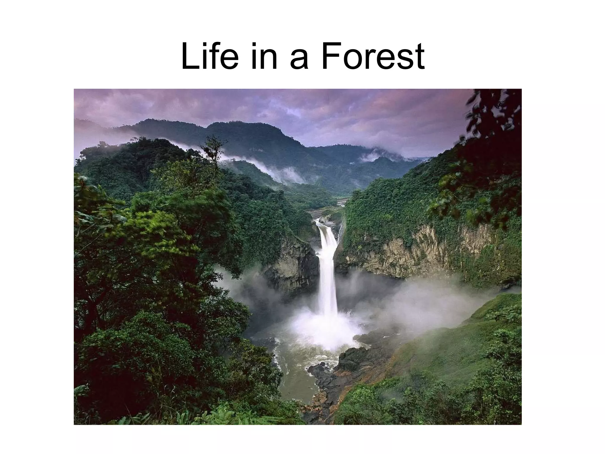World without trees by Laurelinda | PPT