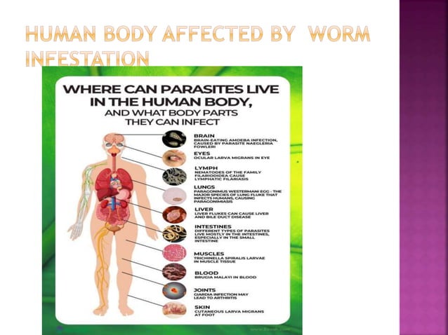 World worm Infestation day 10.2.23.pptx | Infectious Diseases ...