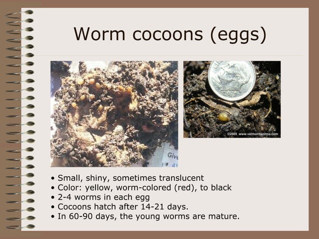 Worm composting mac final | PPT | Gardening | Home & Garden