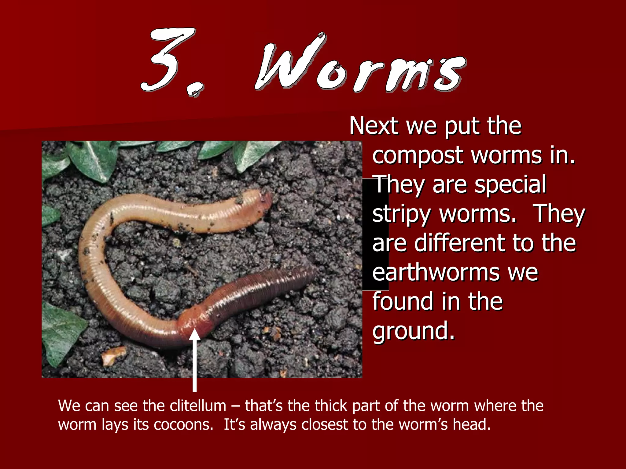 Worm farm slide show | PPT