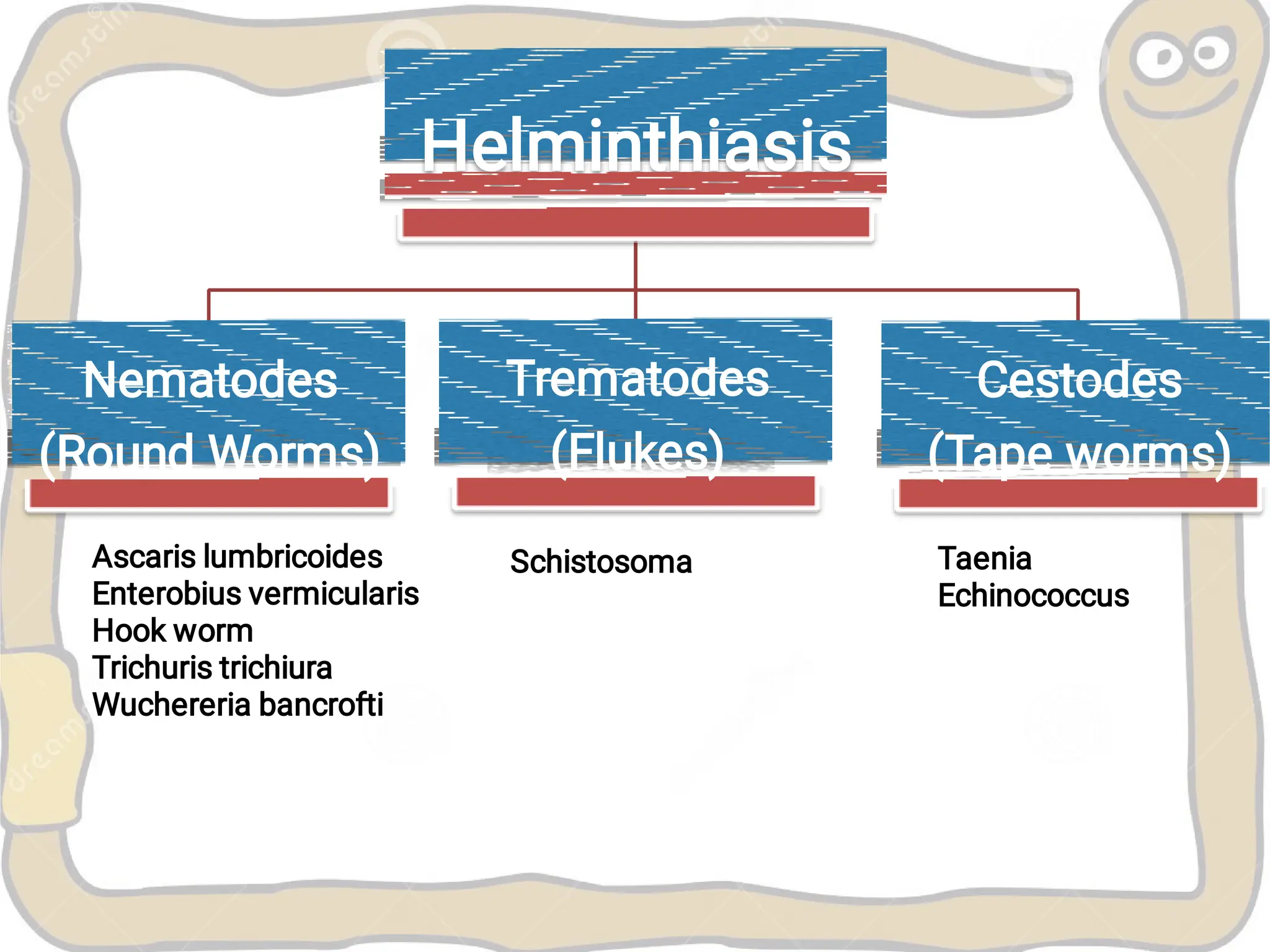 Worm Infections-WPS Office-1.pdf | Infectious Diseases | Diseases and ...