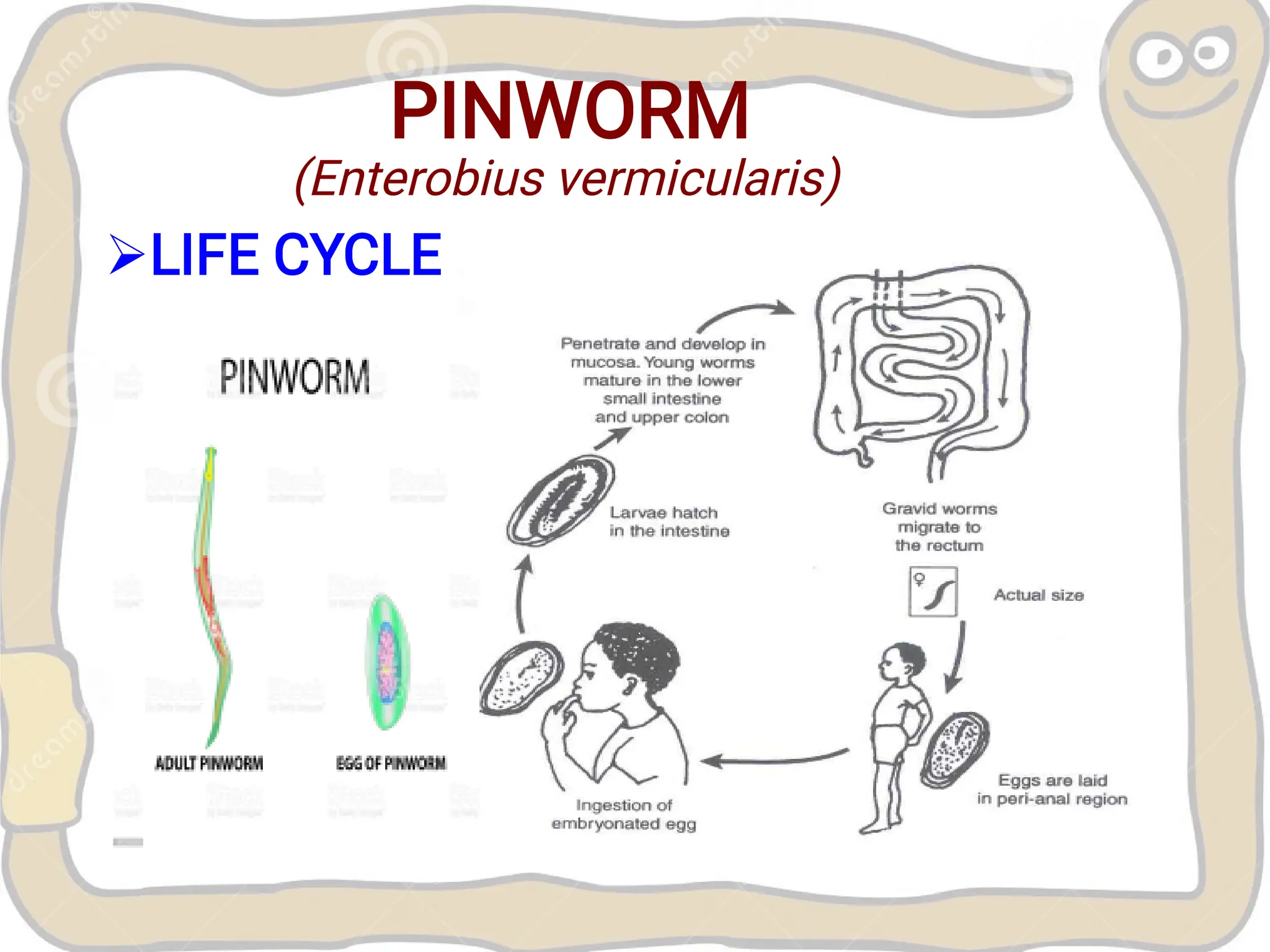 Worm Infections-WPS Office-1.pdf | Infectious Diseases | Diseases and ...