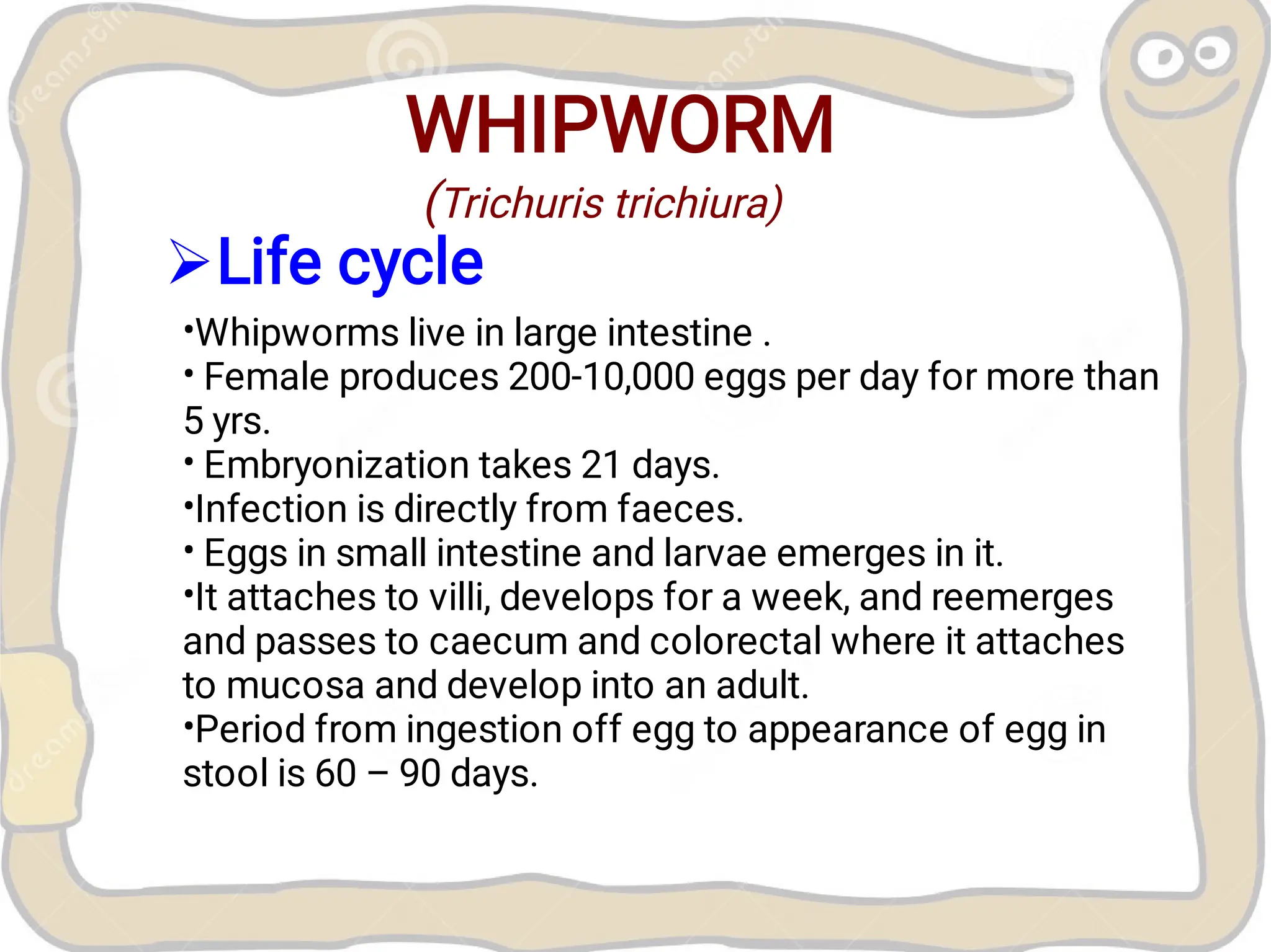 Worm Infections-WPS Office-1.pdf | Infectious Diseases | Diseases and ...