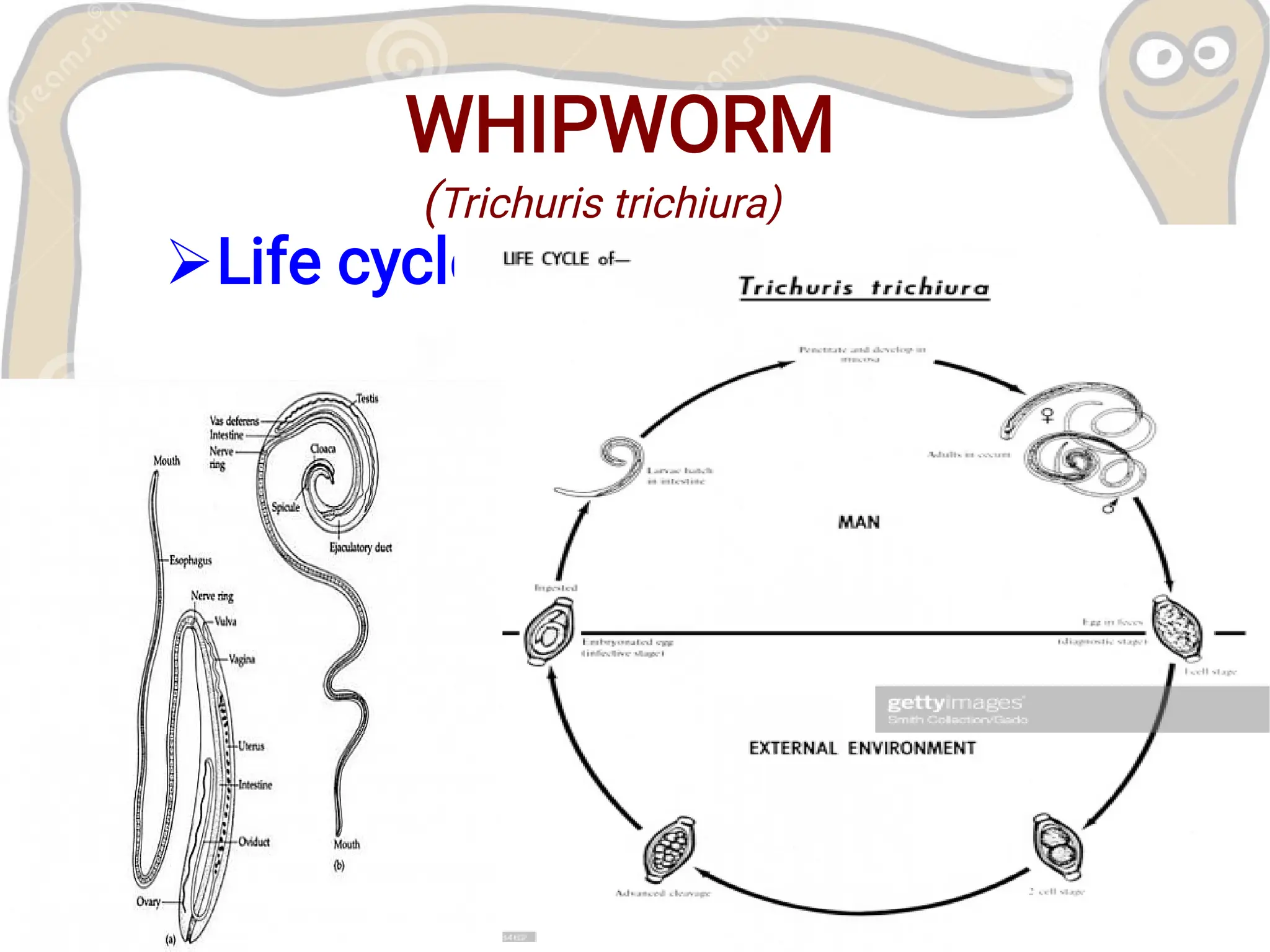 Worm Infections-WPS Office-1.pdf | Infectious Diseases | Diseases and ...