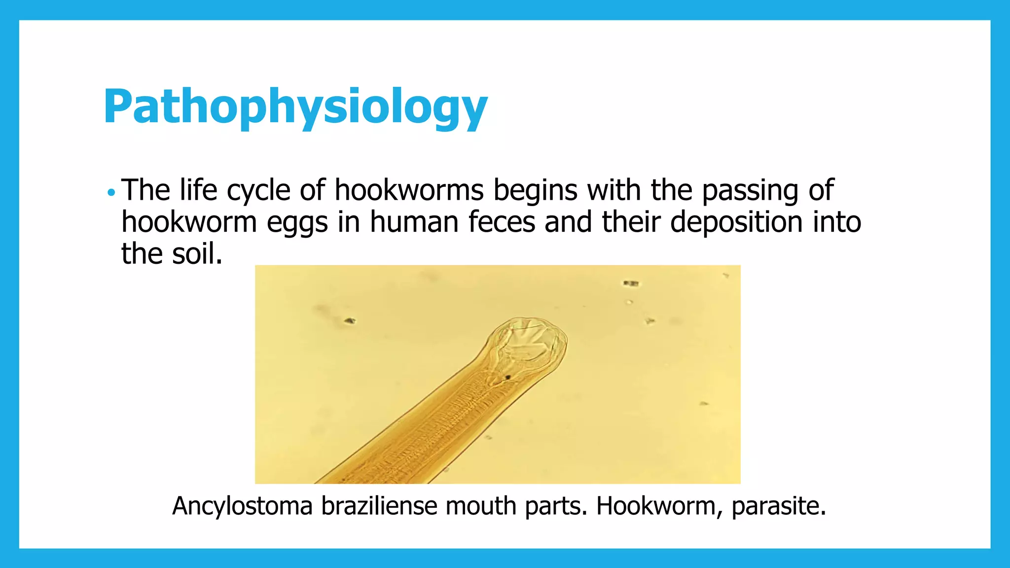 Worm infestation | PDF