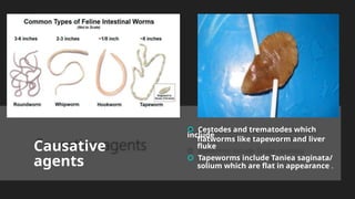 parasitic -worm infestation for health science | PPT