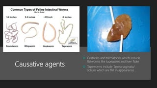 Worm infestation | PPTX