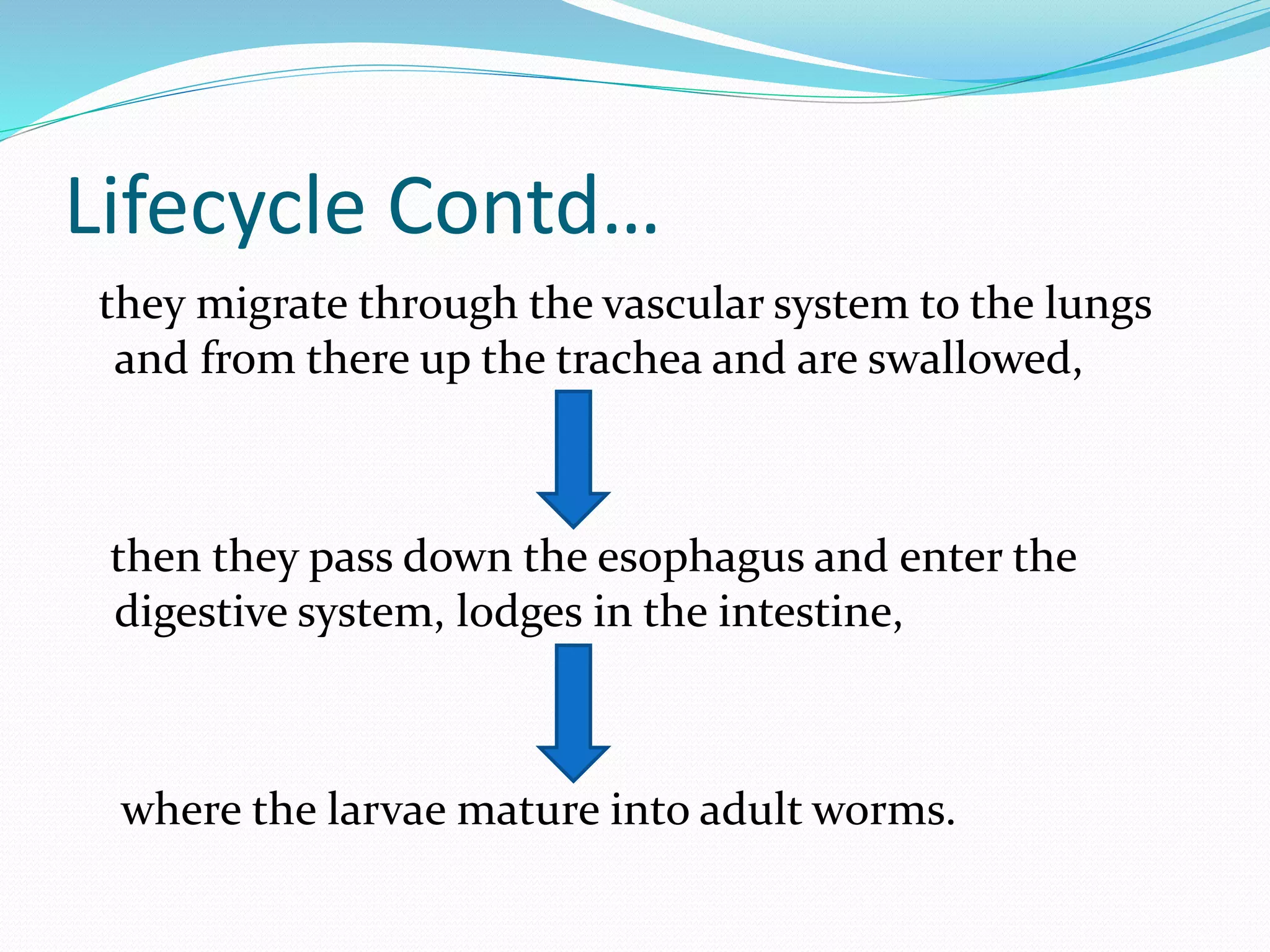 Worm infestation.pptx