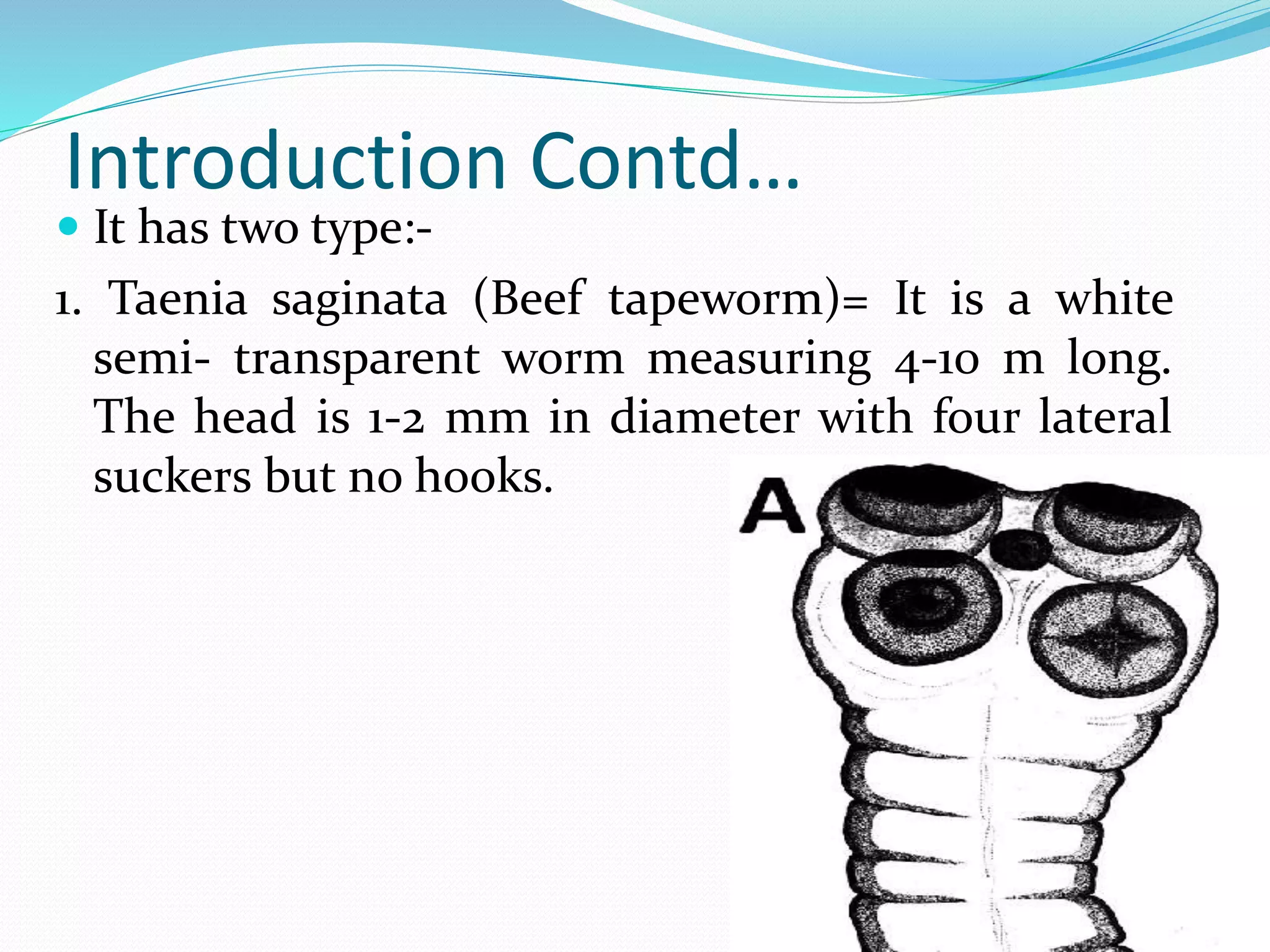 Worm infestation.pptx