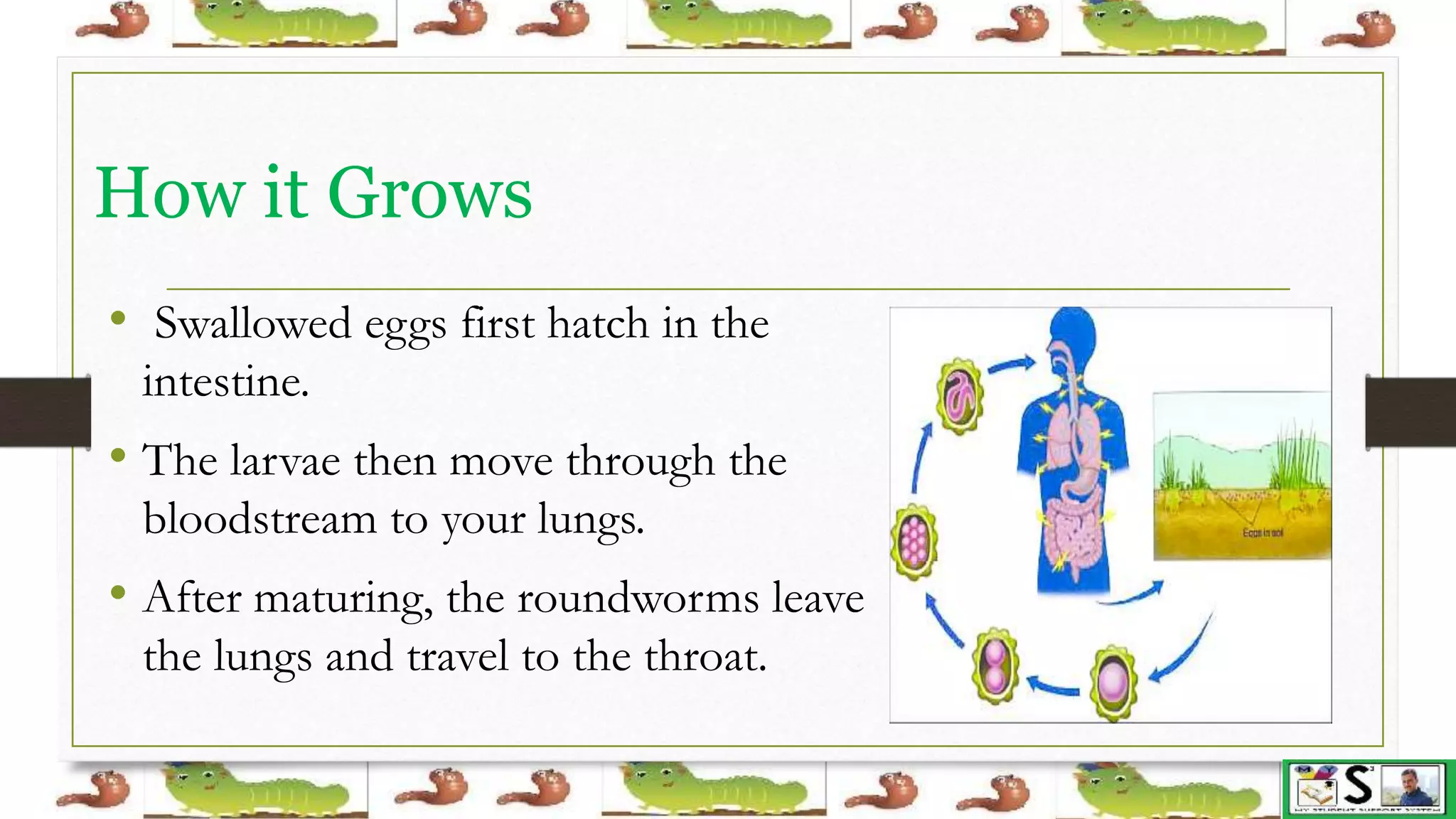 Worm infestation in children english | PPTX
