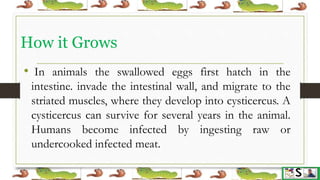 Worm infestation in children english | PPTX