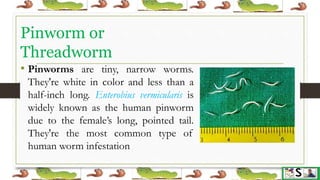 Worm infestation in children english | PPTX