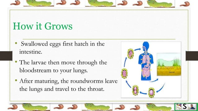 Worm infestation in children english | PPTX | Infectious Diseases ...