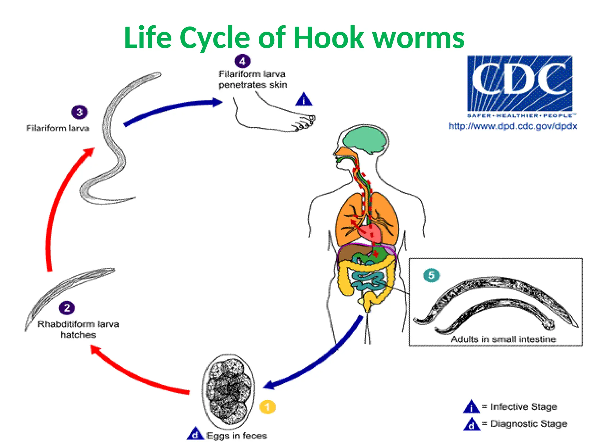 WORM INFESTATIONS 2017 in health nursing .ppt