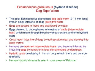 Worm infestations in children 2021 | PDF