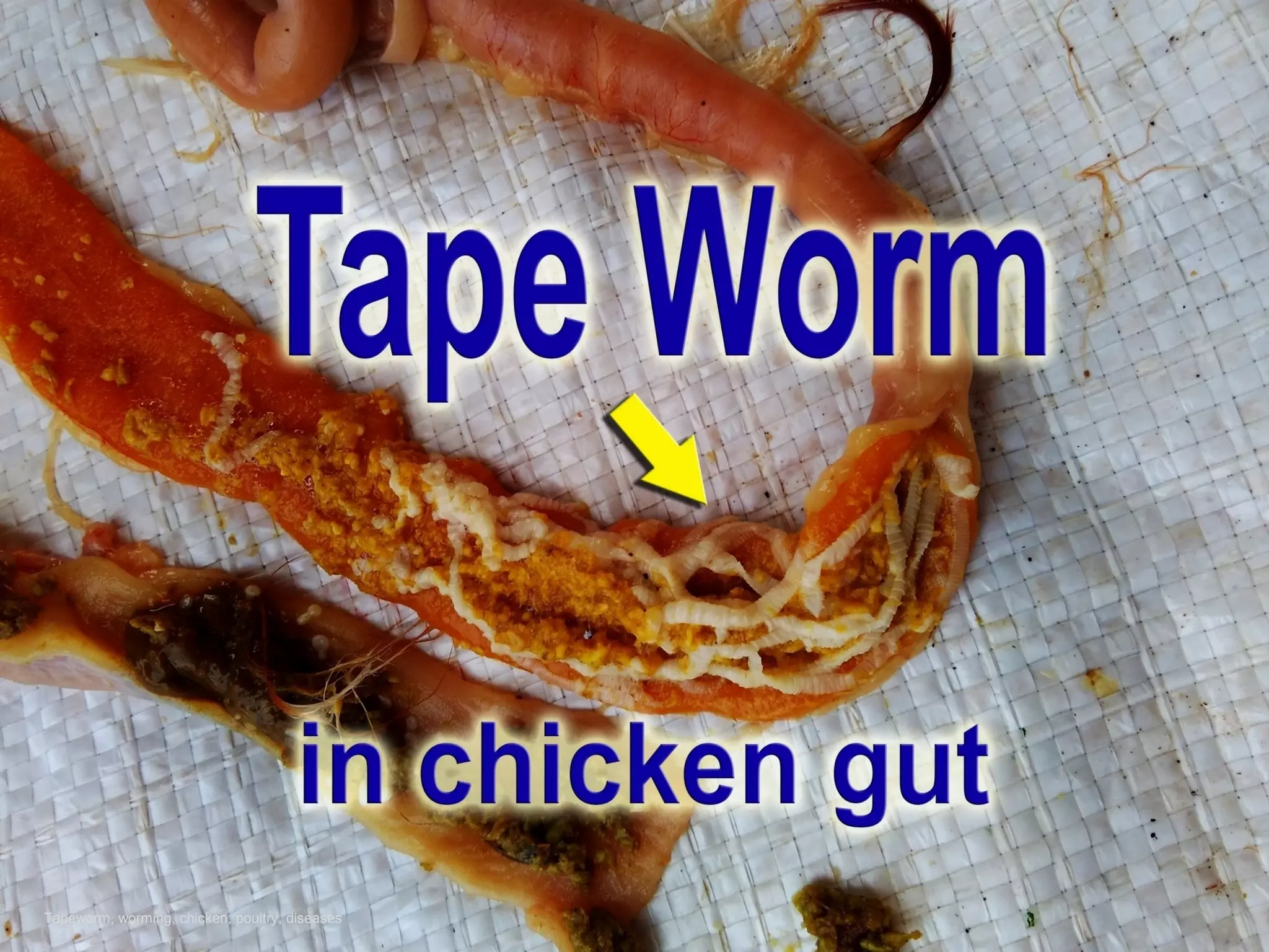 Chicken Worms, Tapeworm in chickens, poultry diseases | PPT