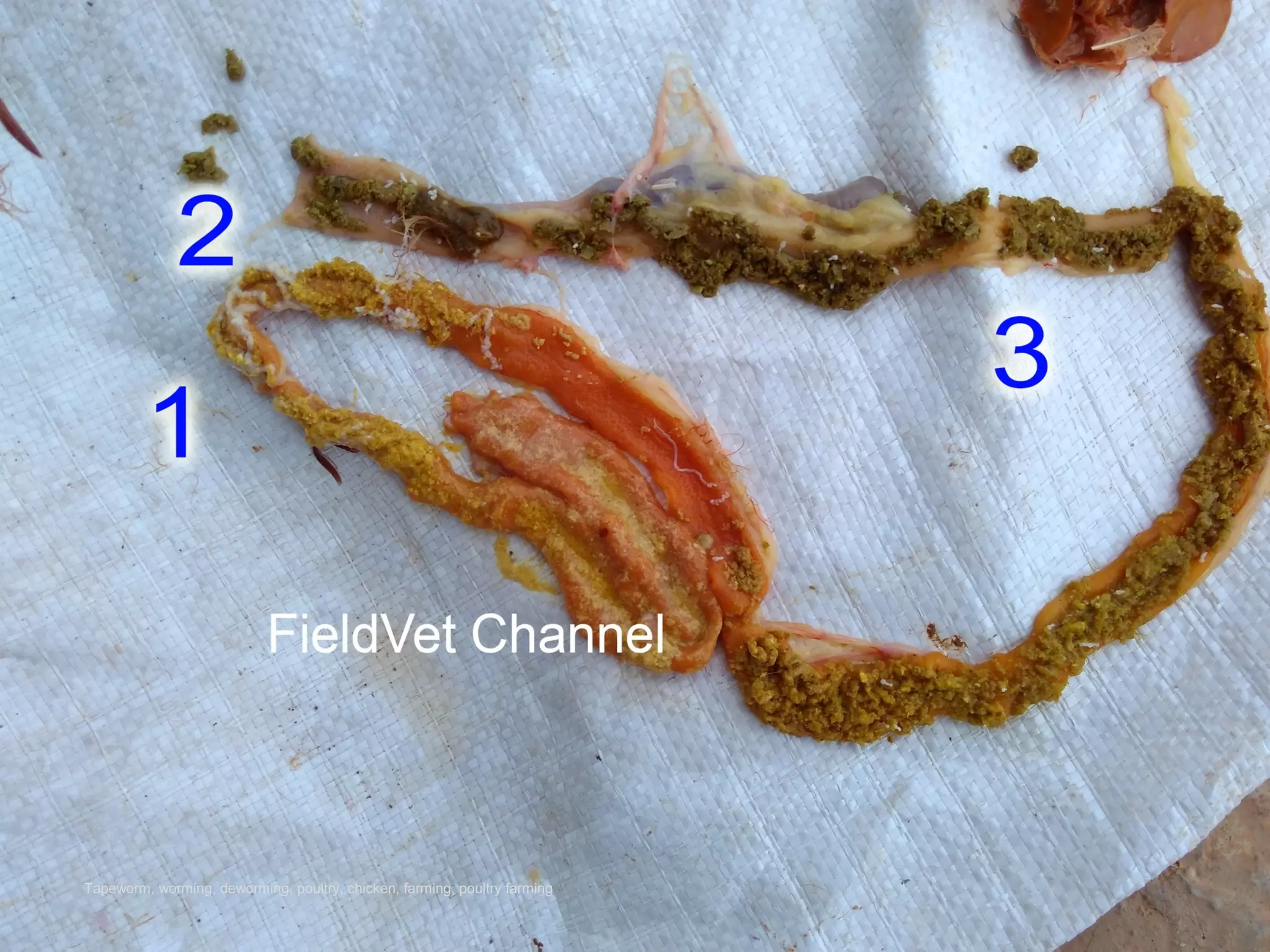 Chicken Worms, Tapeworm in chickens, poultry diseases | PPT