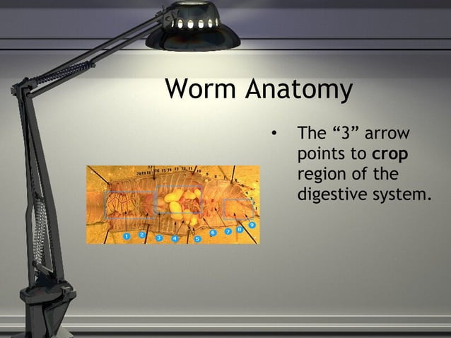 Worm Presentation1 | PPT