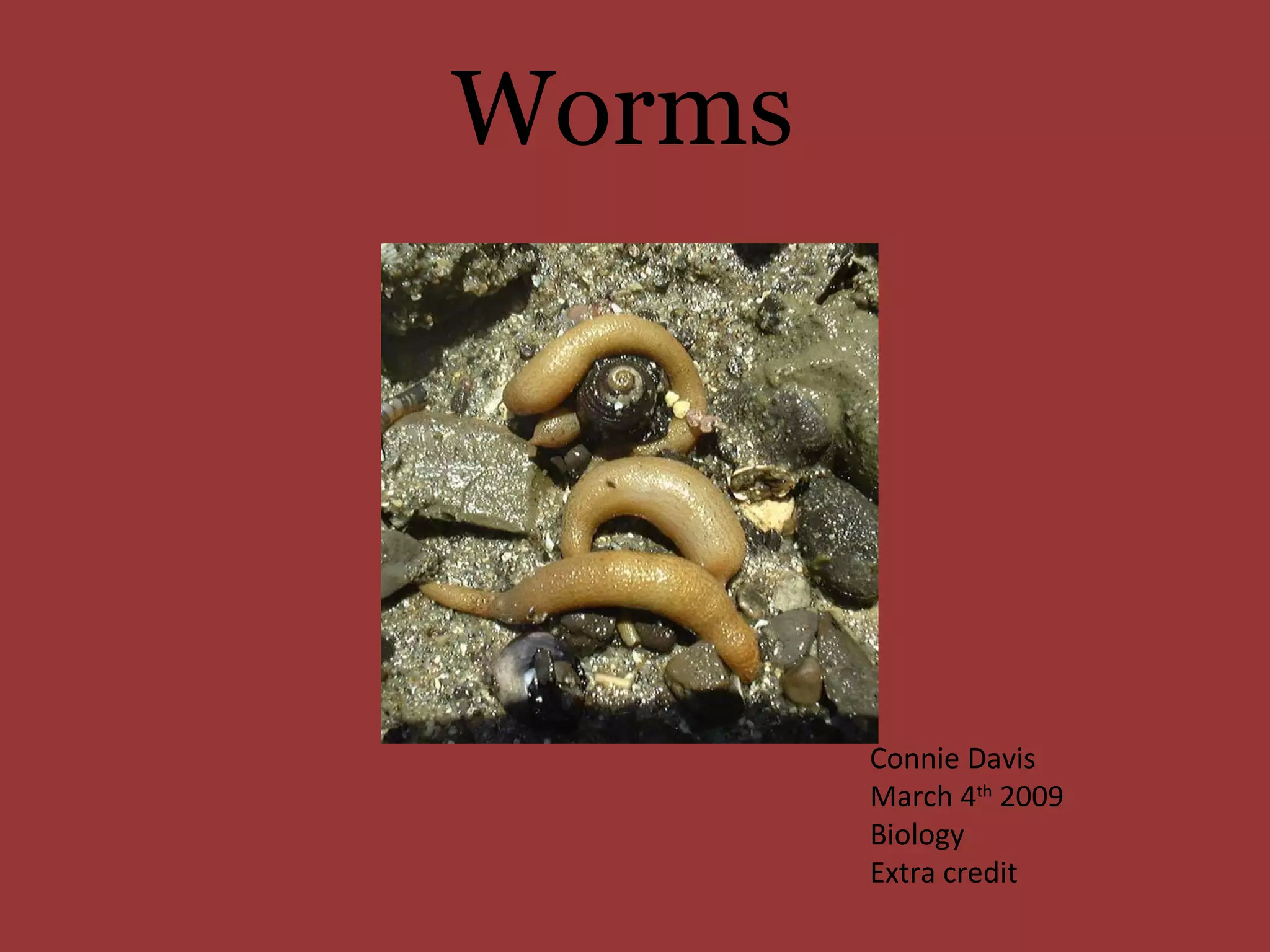 Worms | PPT