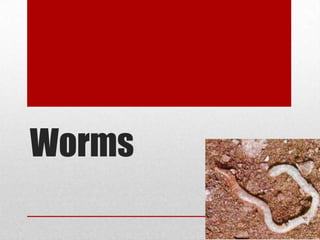 Worms | PPTX