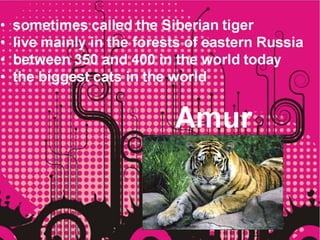 Worst Presentation Ever! | PPT