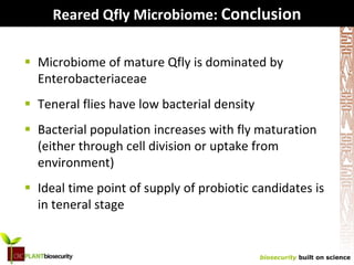 Session 7: Probiotic diets to increase Queensland fruit fly male ...