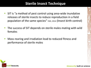 Session 7: Probiotic diets to increase Queensland fruit fly male ...