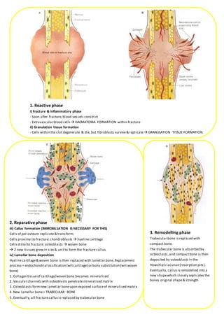Wound and Fracture Healing | PDF