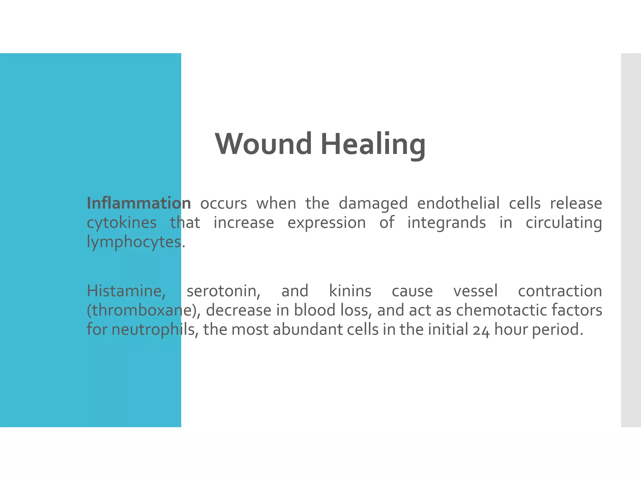 Pathology Bio 134 Wound Healing | PDF