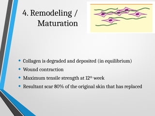 wound and bone healing-170615120446 (1).pptx
