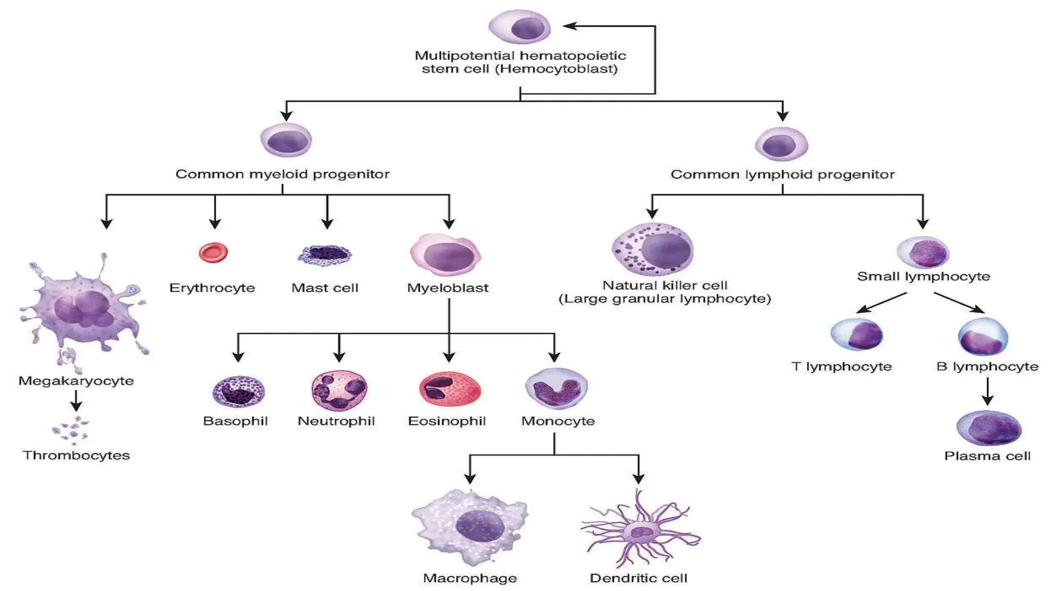 Stages of Wound and Bone Healing (Ortho) | PPTX