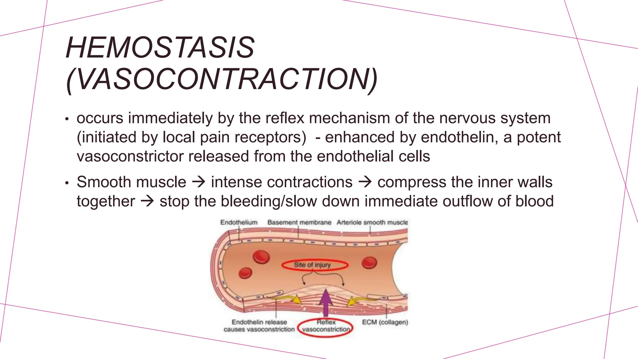 Stages of Wound and Bone Healing (Ortho) | PPTX