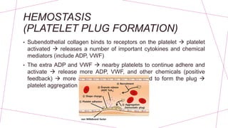 Stages of Wound and Bone Healing (Ortho) | PPTX | Blood Disorders ...