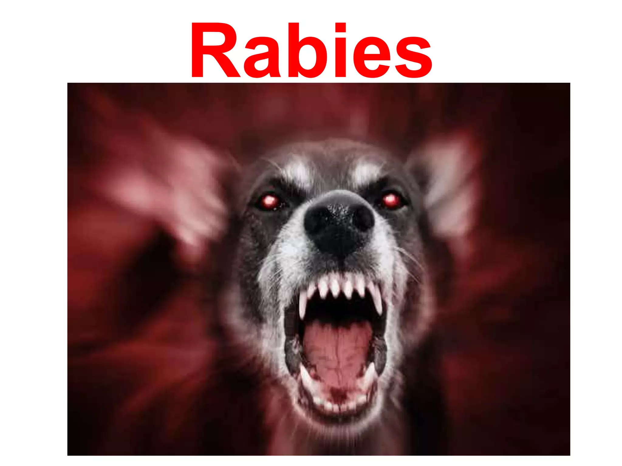 Wound and Rabies Prevention.pptx