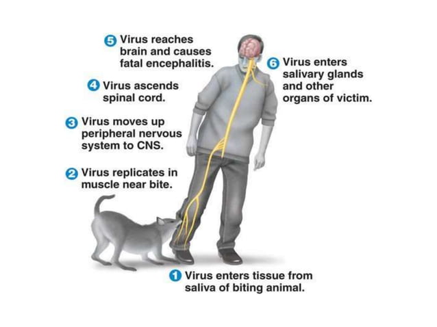 Wound and Rabies Prevention.pptx | Infectious Diseases | Diseases and ...