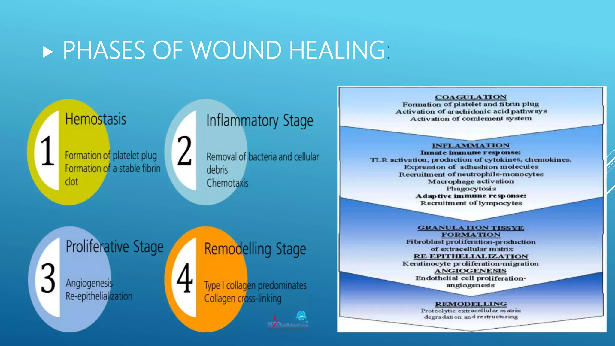 Wound care management | PPTX