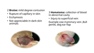 WOUND CLASSIFICATION AND MECHANISM OF WOUND REPAIR.pptx